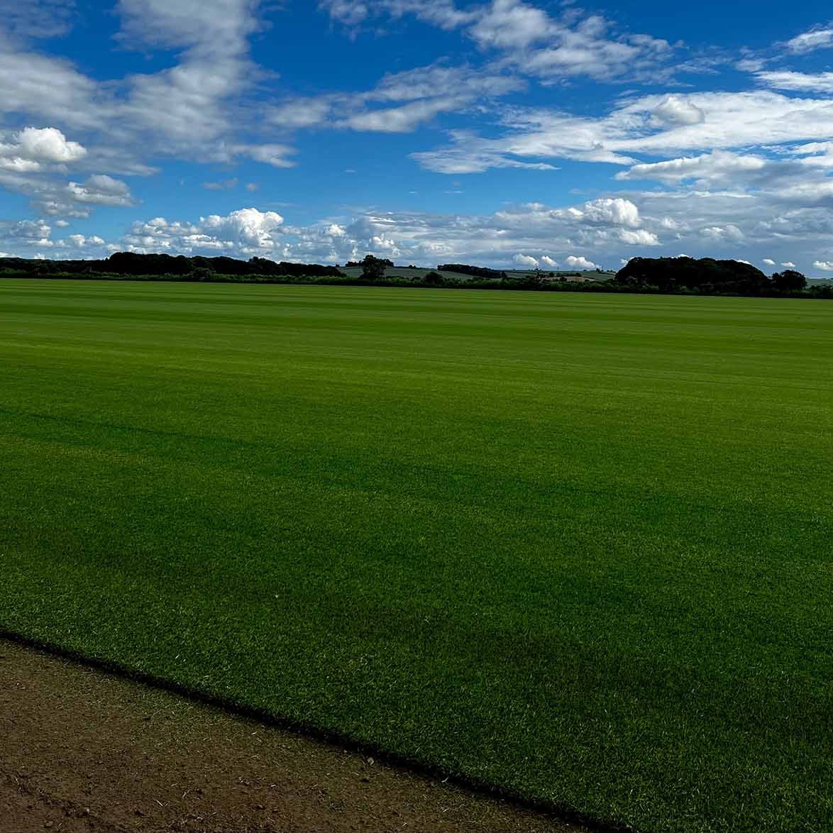 Premium Turf | Freshly Cut | Premium Quality